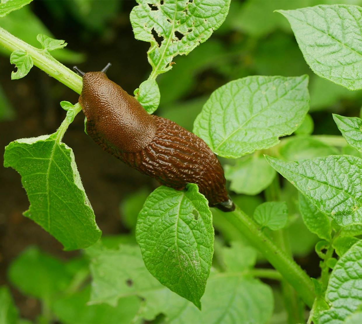 Nematode discovered by scientists to prevent crop damage by invasive ...