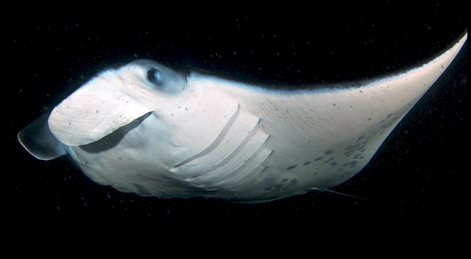 Manta rays’ food-capturing mechanism may hold key to better filtration ...