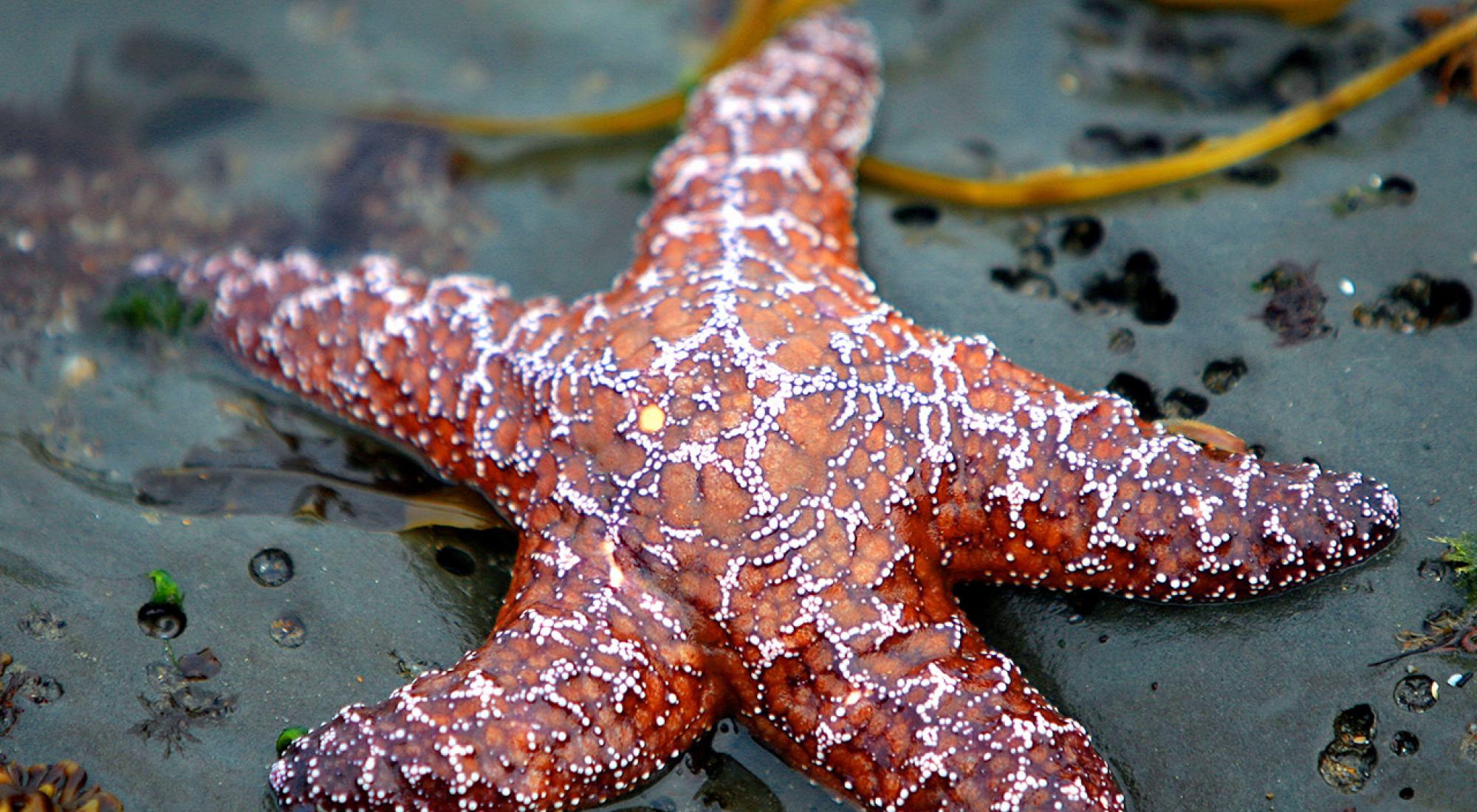Sea star disease epidemic surges in Oregon | College of Science ...